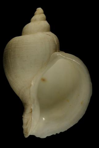 Neptunea antiqua | The Conchological Society of Great Britain and Ireland